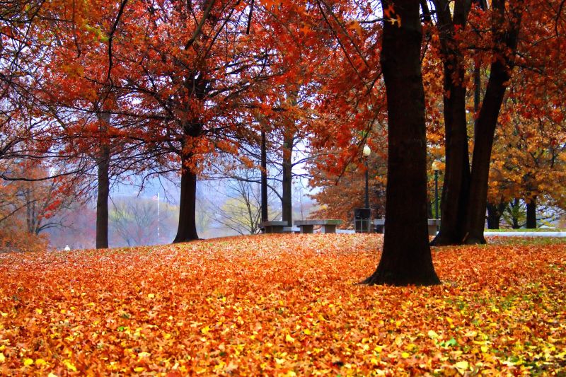 Urban escapes: Best places to see fall foliage without a car